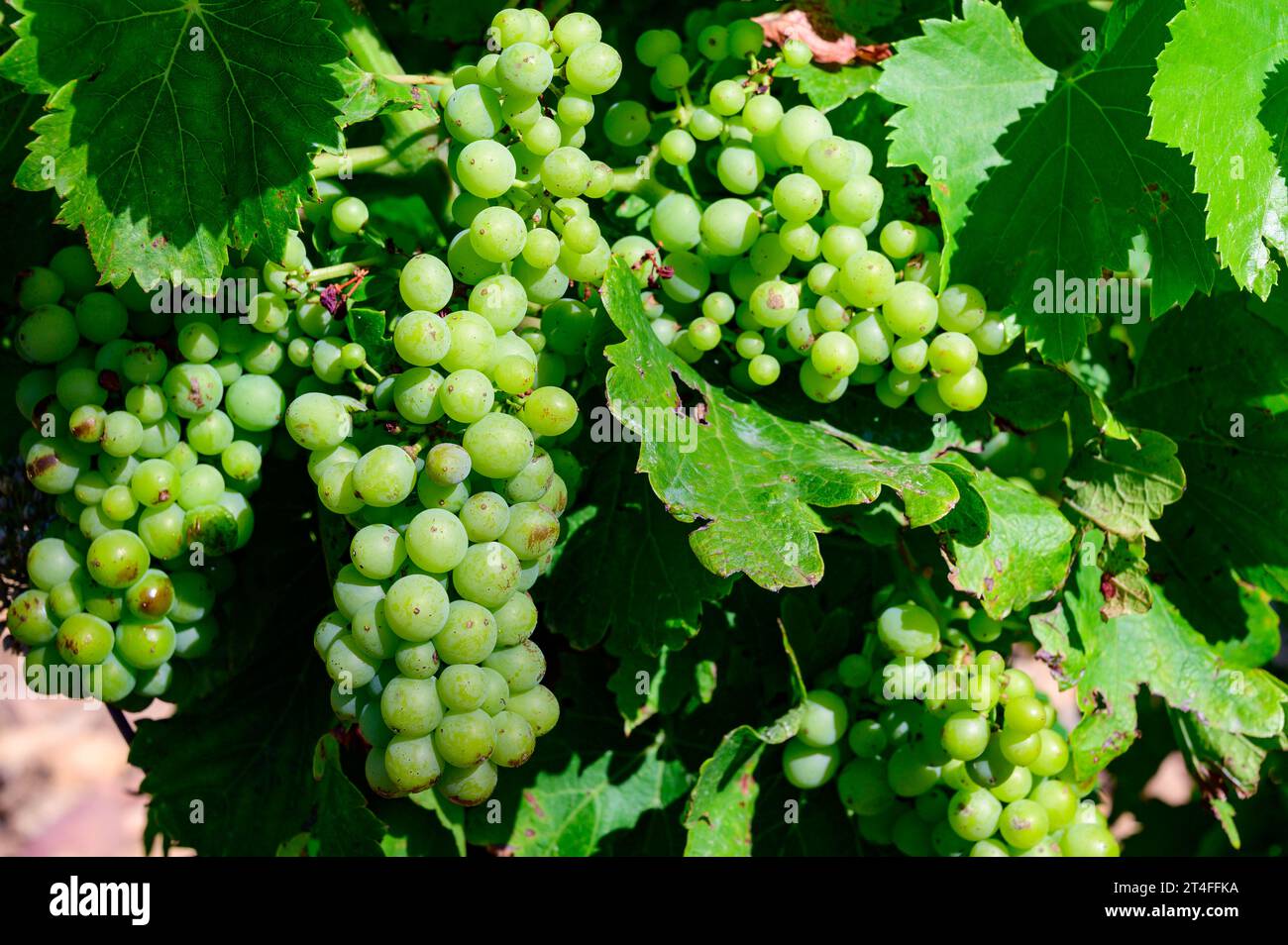 Vineyards of Chateauneuf du Pape appellation with grapes growing on ...