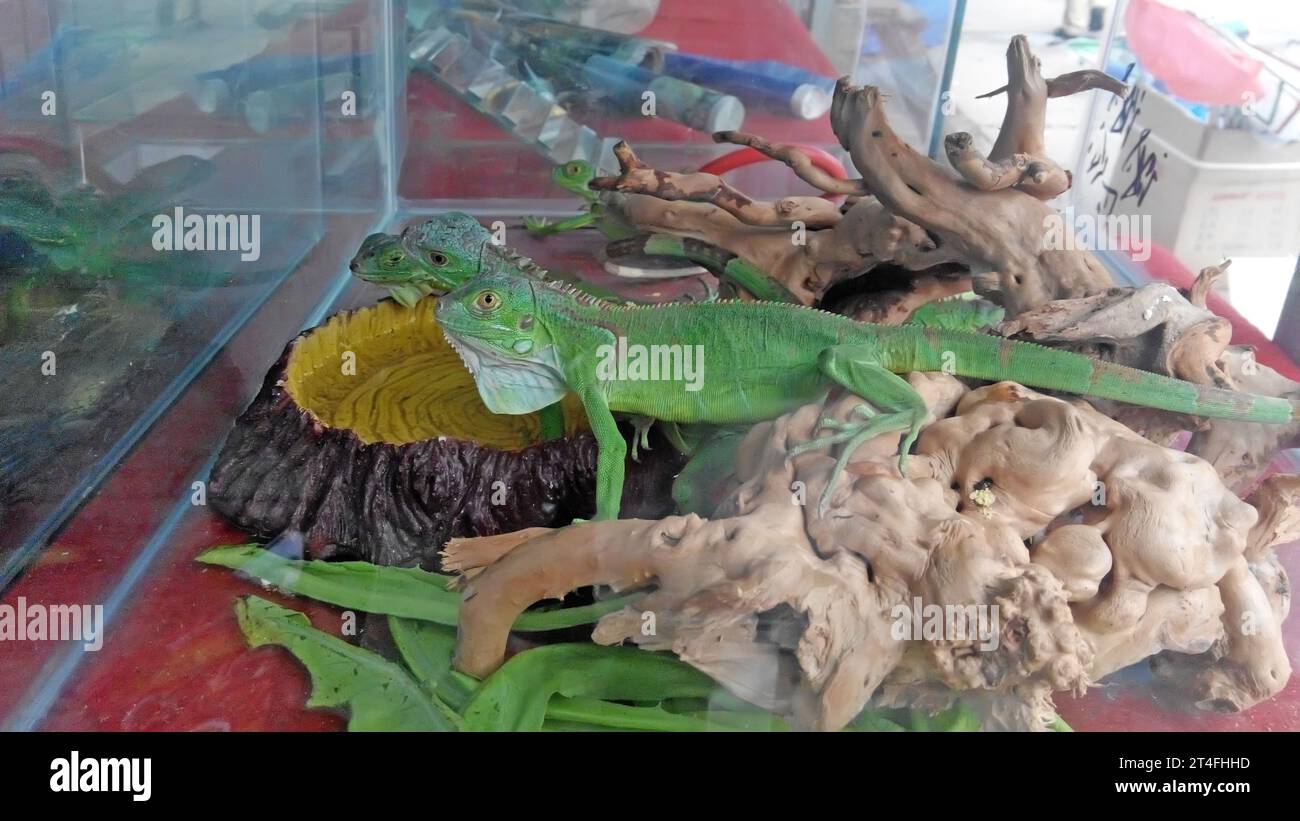 Odd lizard in the constant temperature box in a market Stock Photo - Alamy