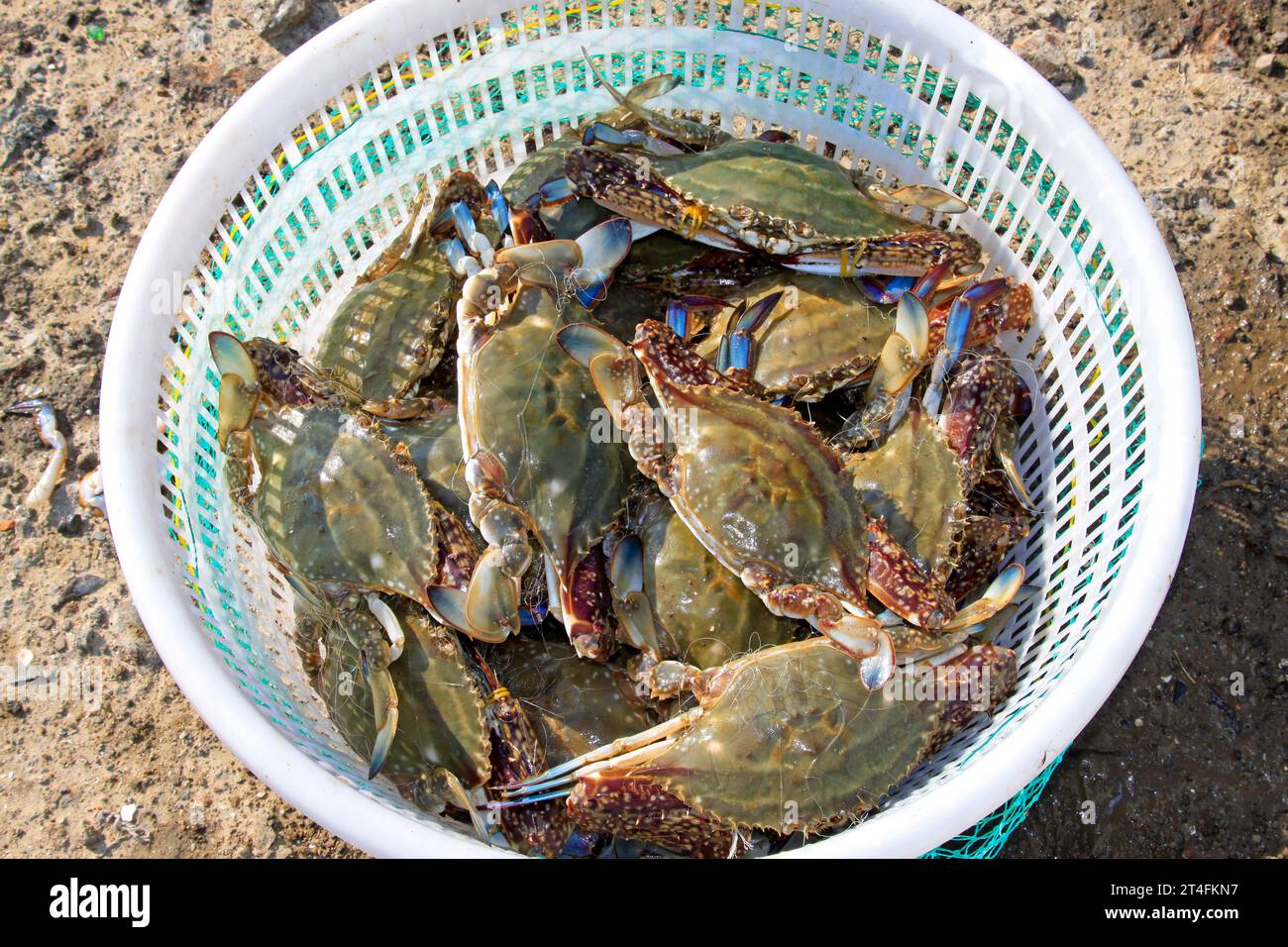 Yellow crabs in white plastic crate, closeup of photo Stock Photo - Alamy