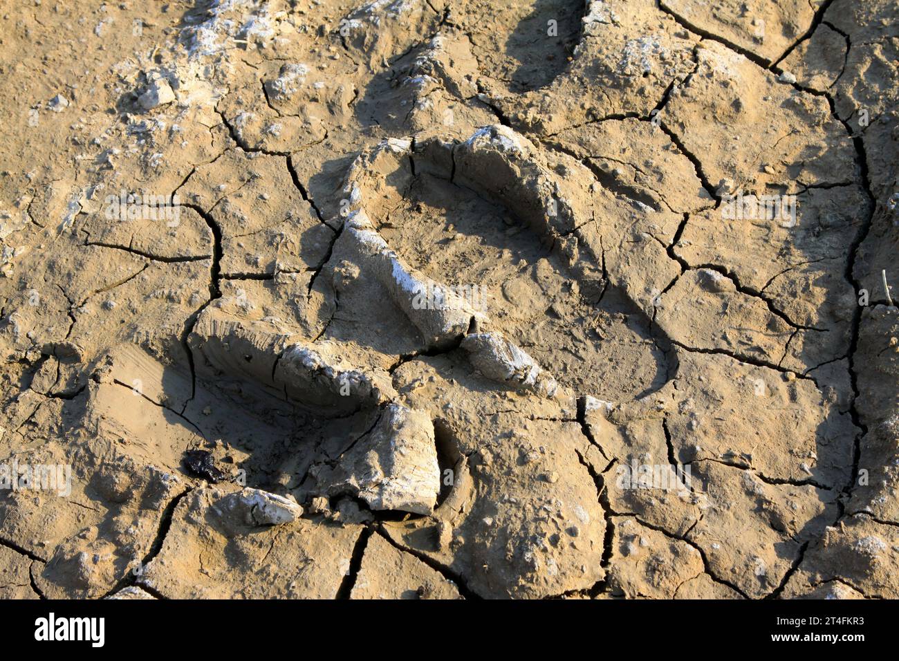 Footprints on the earth, closeup of photo Stock Photo - Alamy