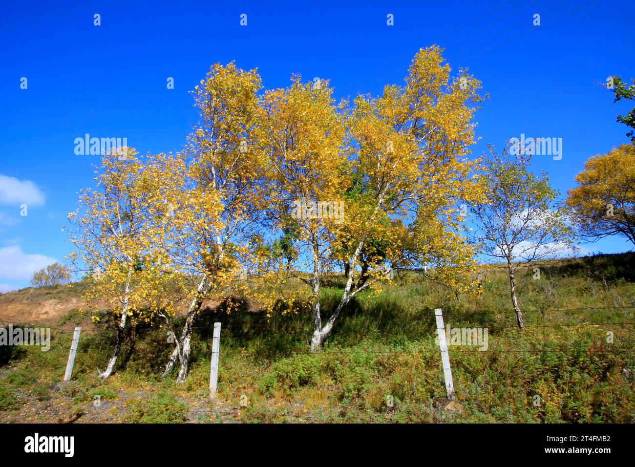 mountain natural scenery, closeup of photo Stock Photo - Alamy