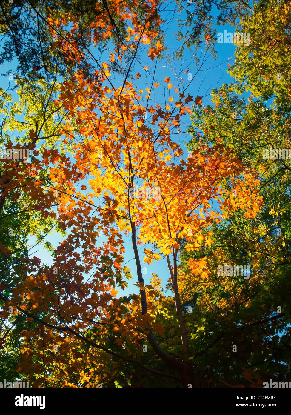 Trees looking up leaves hi-res stock photography and images - Alamy