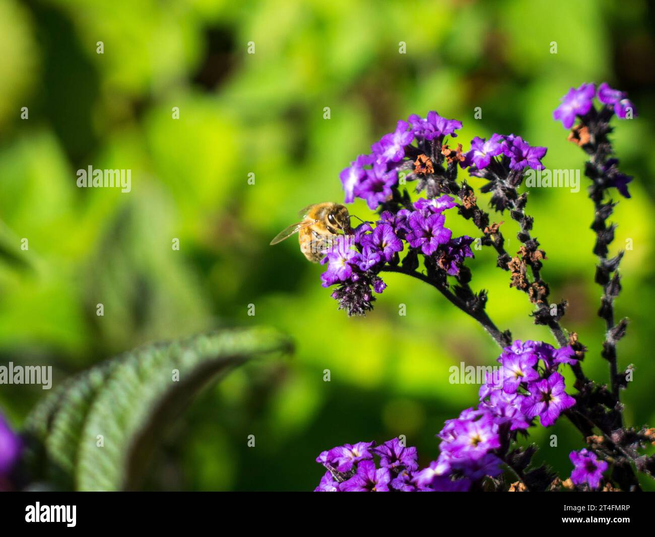 Honey bee collecting nector on purple flower Stock Photo - Alamy