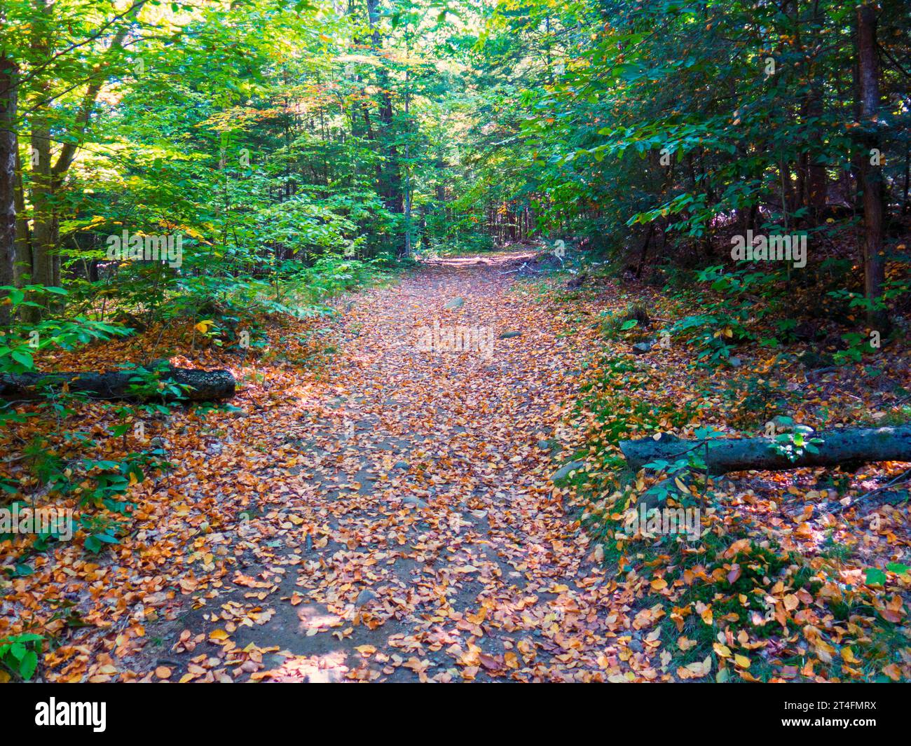 Mountain trail in fall with leaves covering path Stock Photo - Alamy
