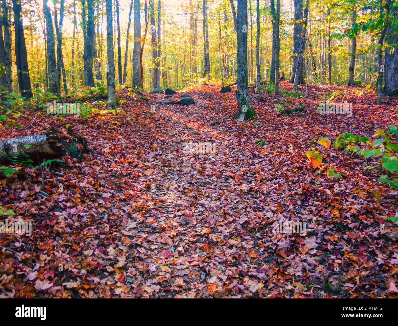 Mountain trail in fall with leaves covering path Stock Photo - Alamy