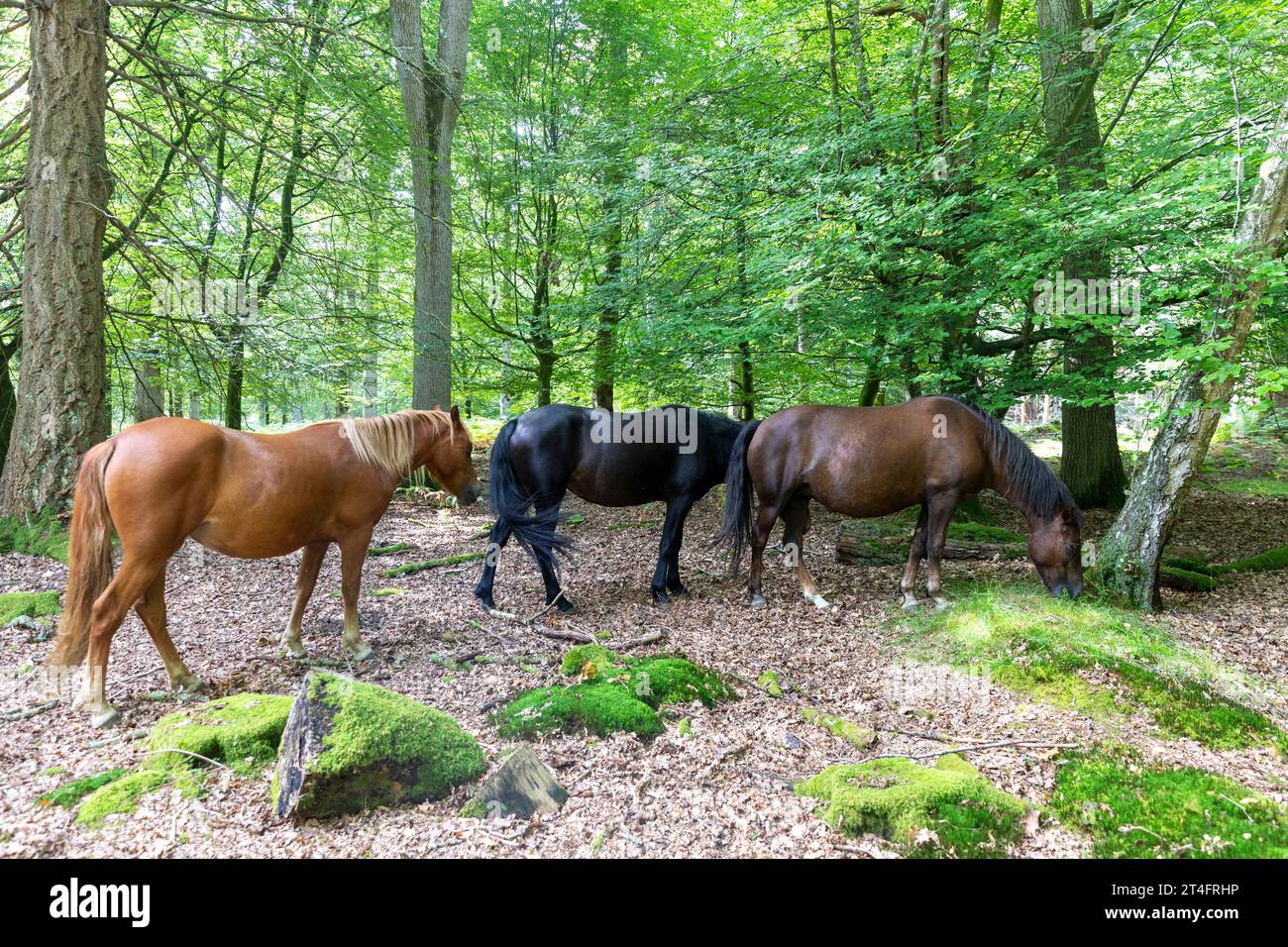 New Forest wild native ponies at the Tall Trees trail walk in the New ...
