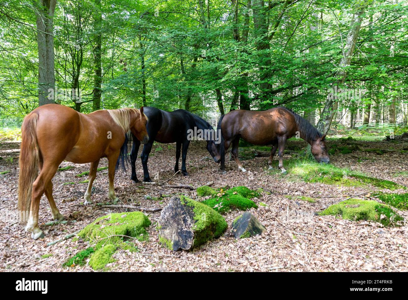 New Forest wild native ponies at the Tall Trees trail walk in the New ...