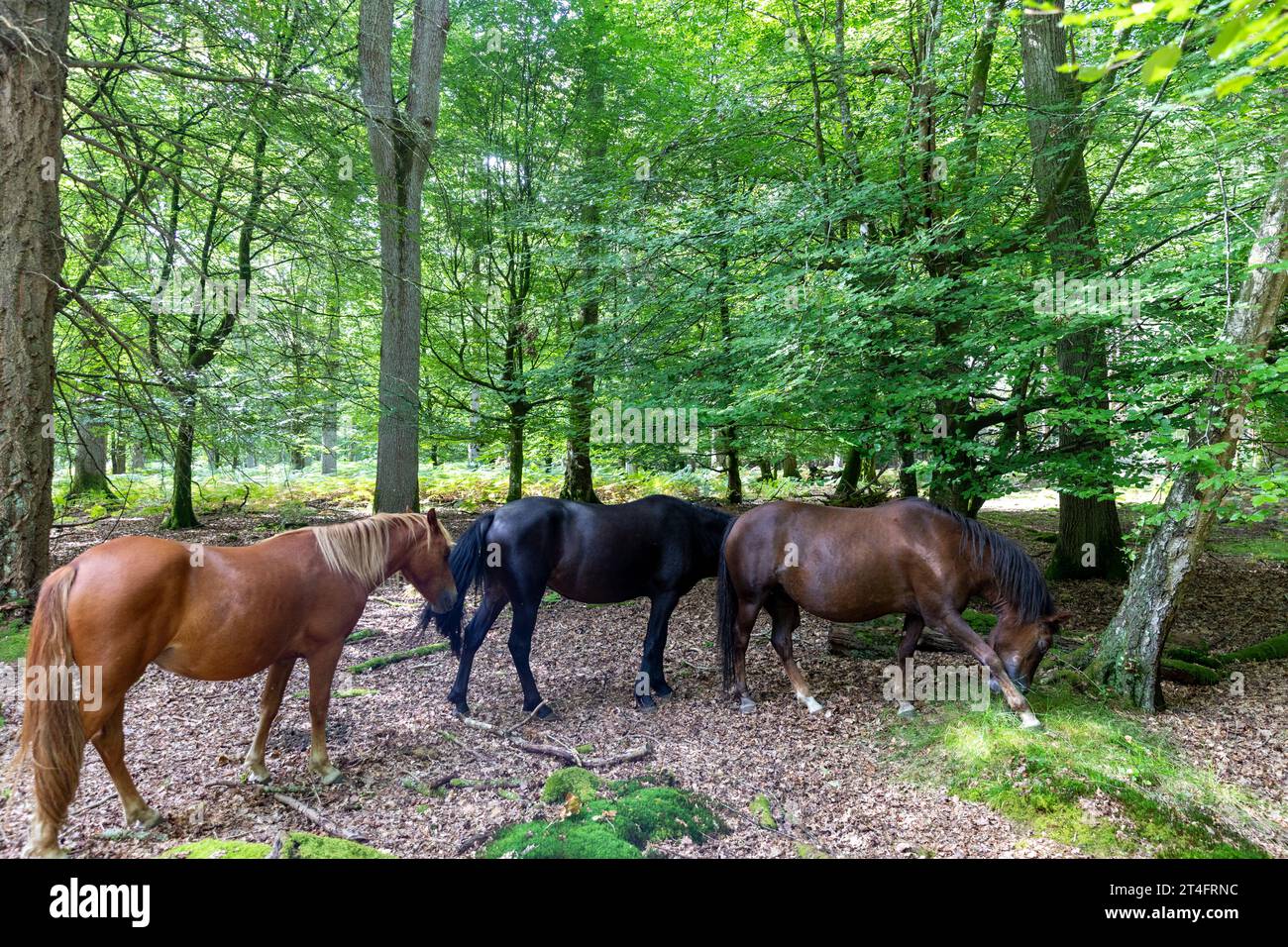 New Forest wild native ponies at the Tall Trees trail walk in the New ...