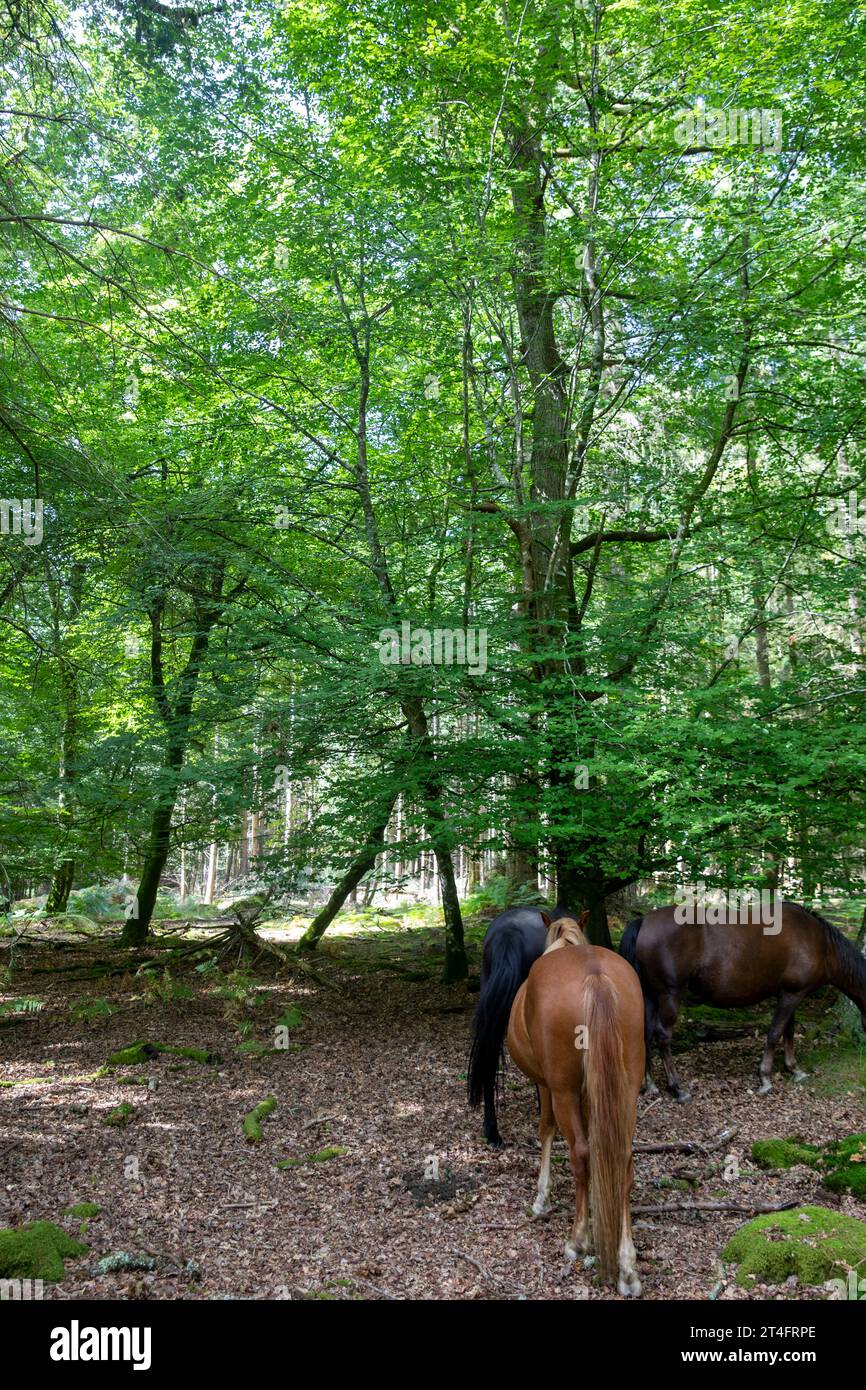 New Forest wild native ponies at the Tall Trees trail walk in the New ...