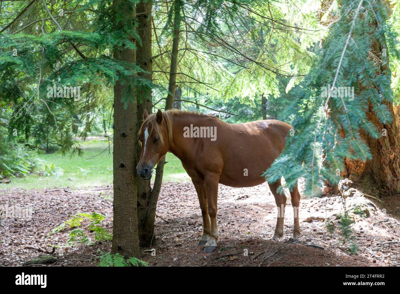 New Forest wild native pony on the Tall Trees Trail stood in the ...