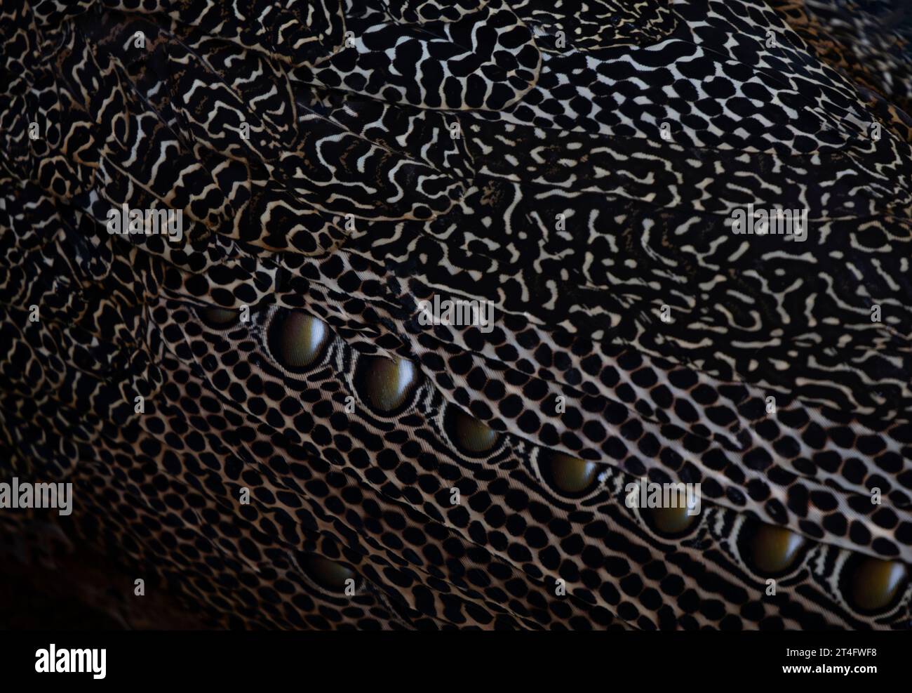 Background texture pattern is plumage of the Malayan Great Argus taken ...