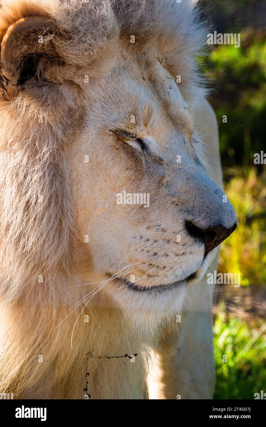 White lion in Tenikwa Wildlife Rehabilitation and Awareness Centre in ...