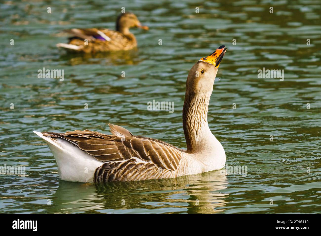 Chinese geese close up hi-res stock photography and images - Alamy