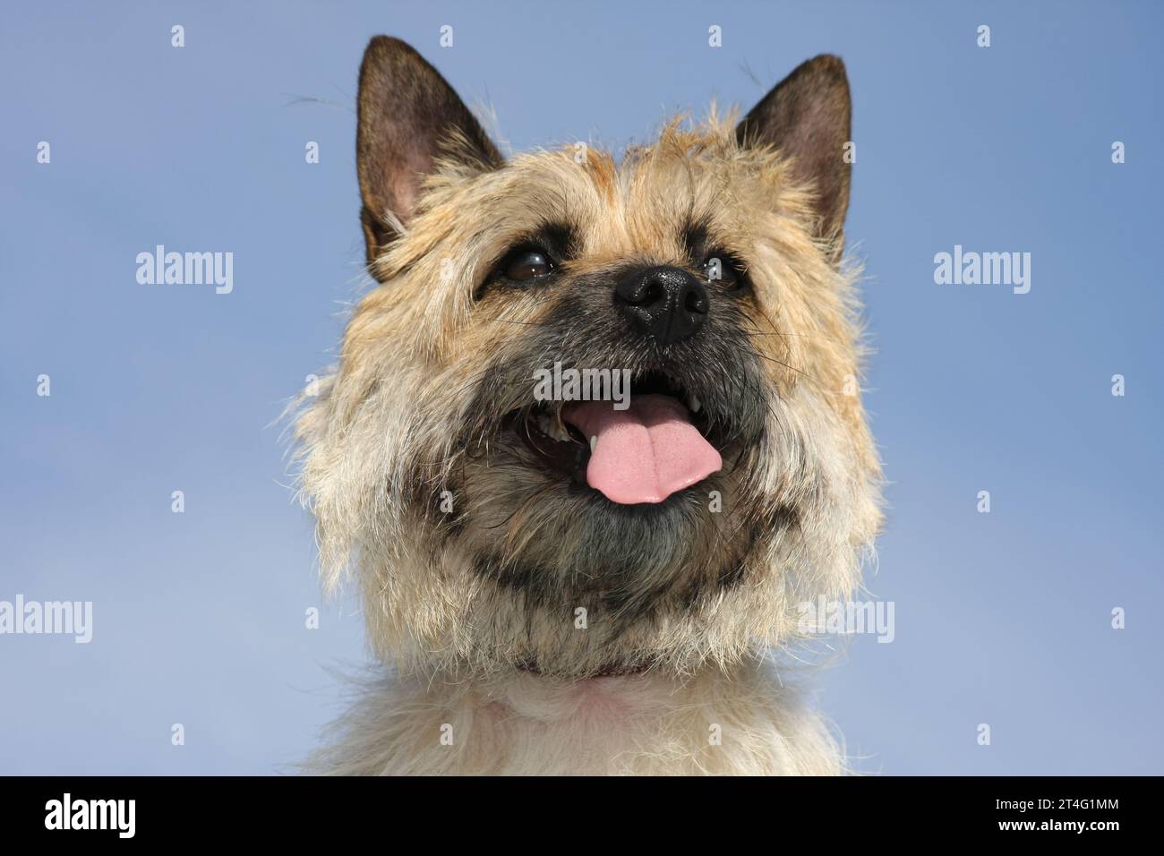 Carin terrier hi-res stock photography and images - Alamy