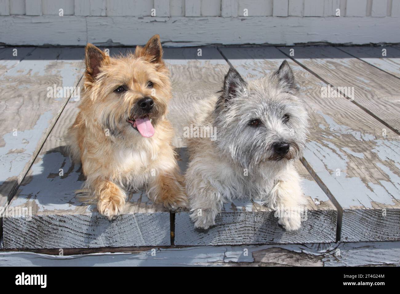 2 Cairn Terriers lying on a loading dock of an old building. Paws ...