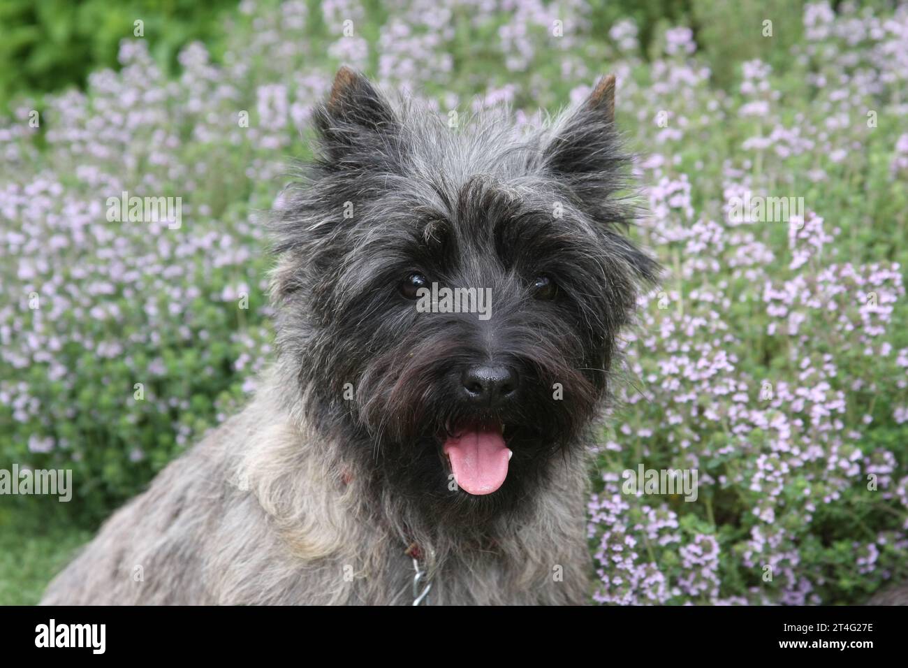 Cairn terrier the wizard of oz hi-res stock photography and images - Alamy