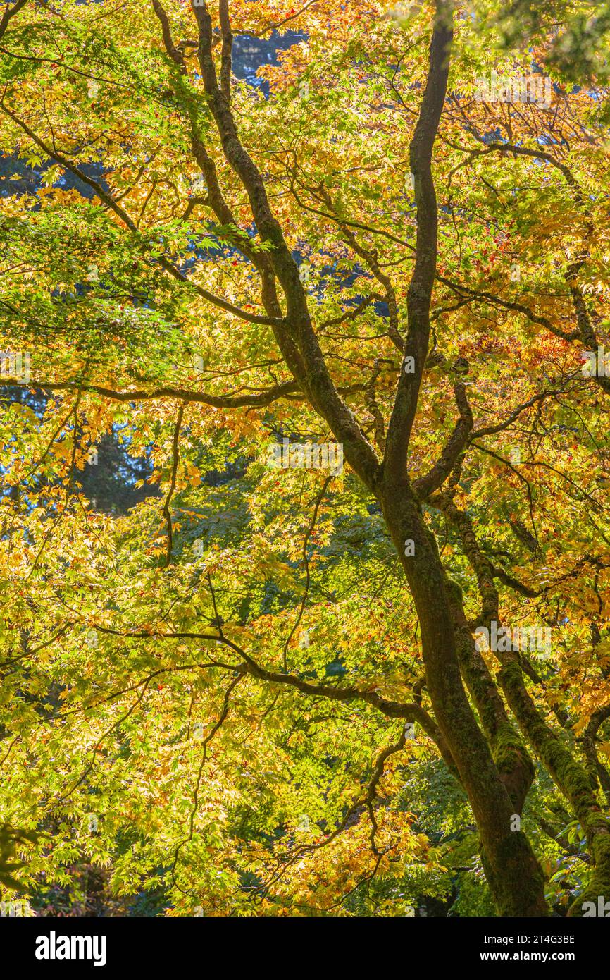 Sptrading branches of a Japanese Maple tree in Nitobe Garden UBC ...