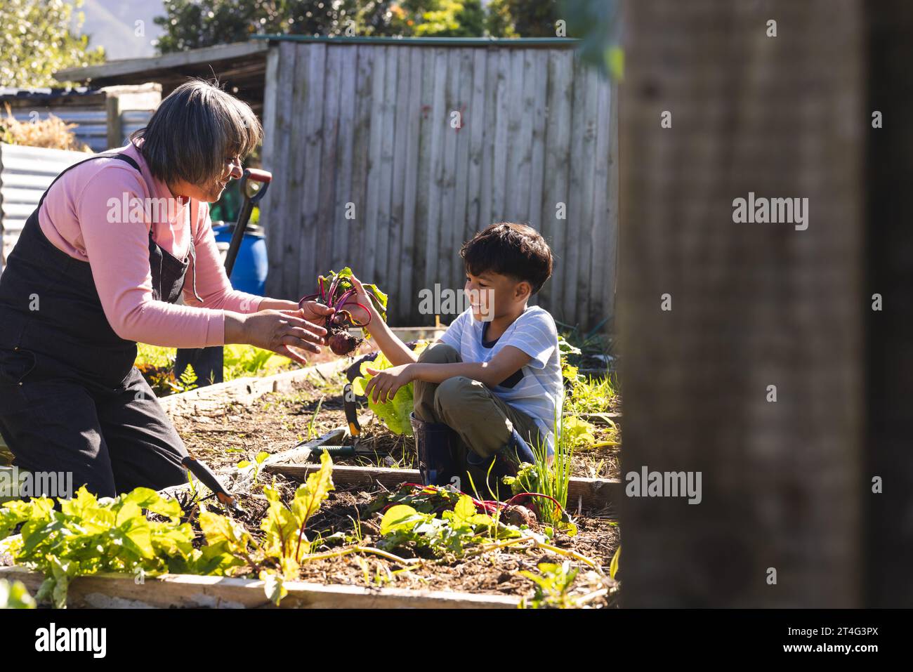 Happy biracial grandmother and grandson picking vegetables in sunny ...