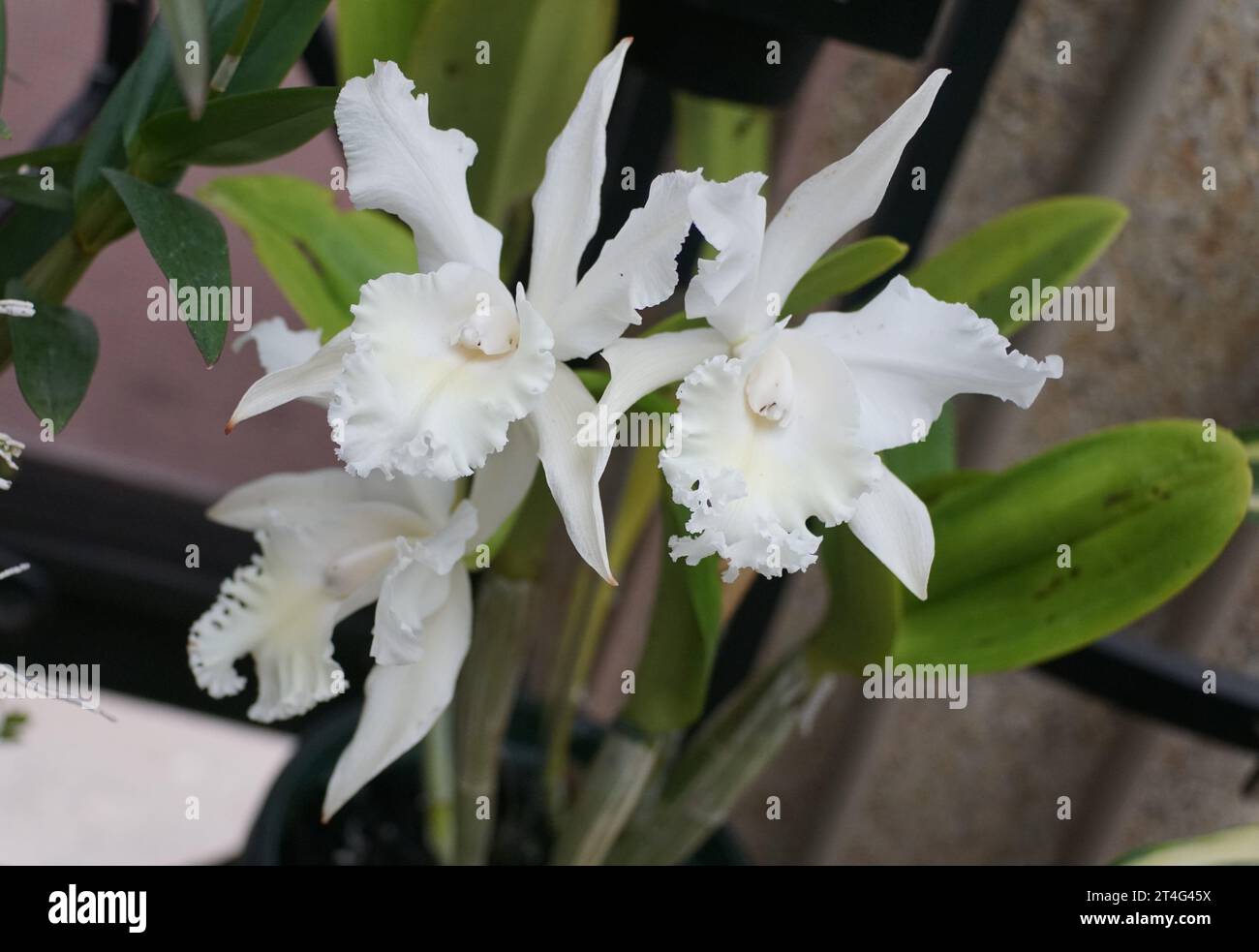 Beautiful Cattleya Louise Georgianna 'Texas' white orchid flowers at ...