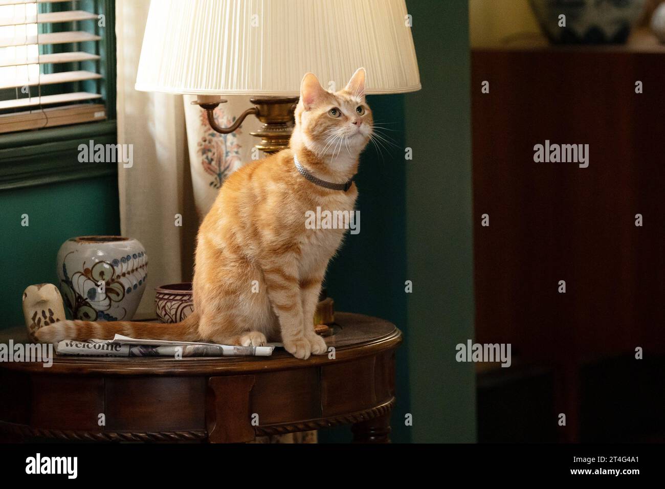 THE MARVELS, (aka CAPTAIN MARVEL 2), Goose the Flerken, 2023. ph: Laura ...