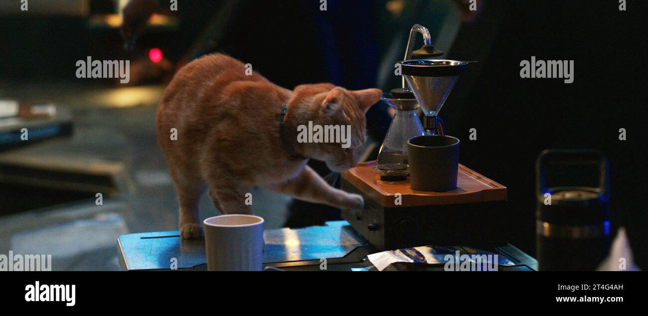 THE MARVELS, (aka CAPTAIN MARVEL 2), Goose the Flerken, 2023. © Marvel ...