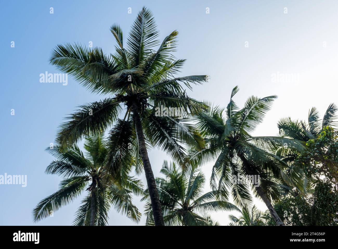 coconut trees palms against the blue sky of India Stock Photo - Alamy