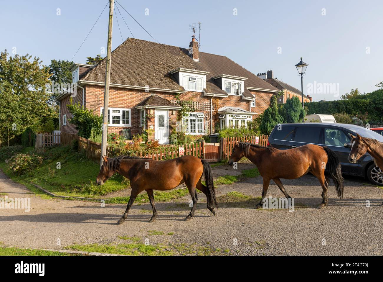 New Forest native wild ponies in the Hampshire village of Minstead ...