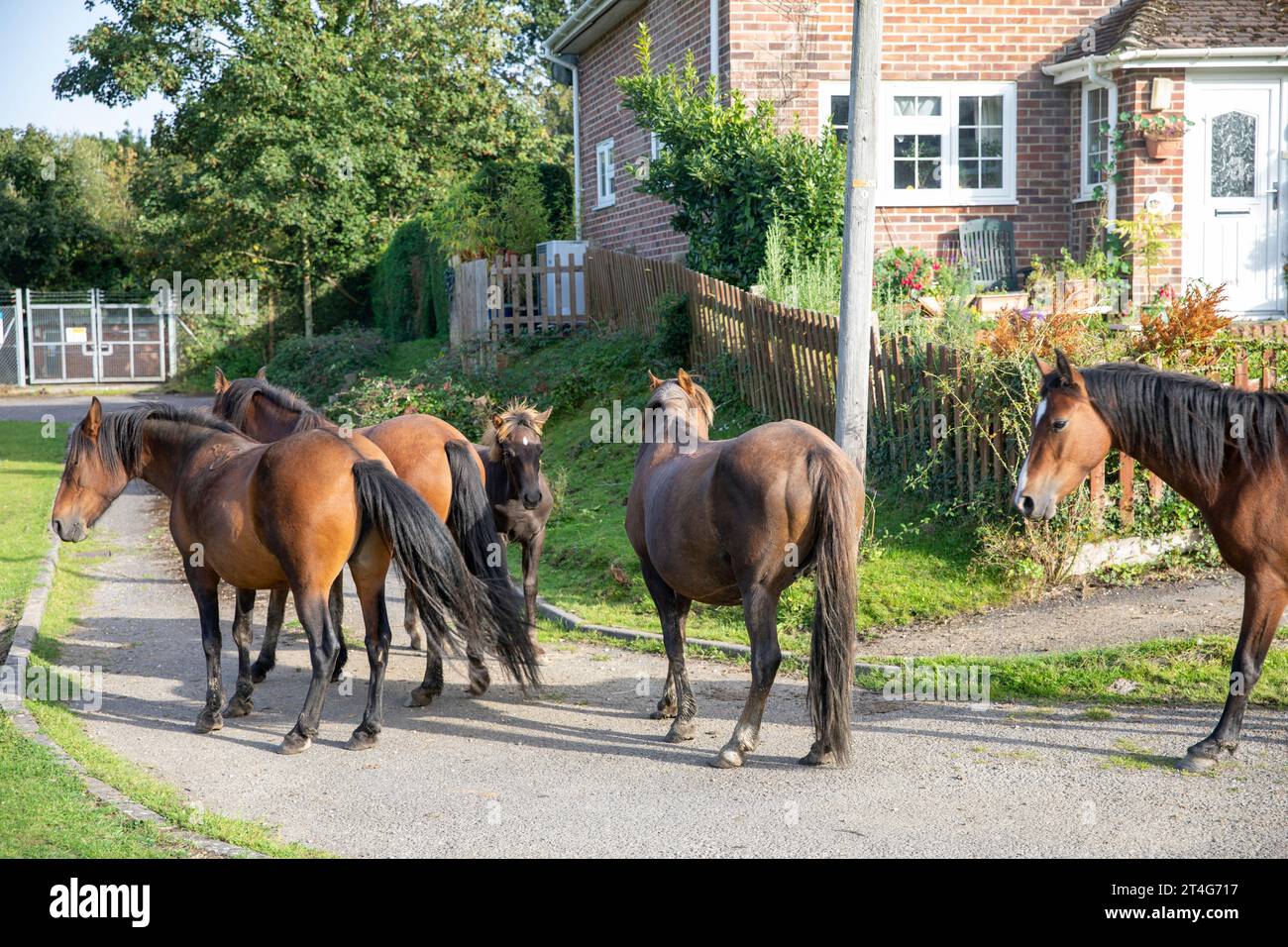 New Forest native wild ponies in the Hampshire village of Minstead ...