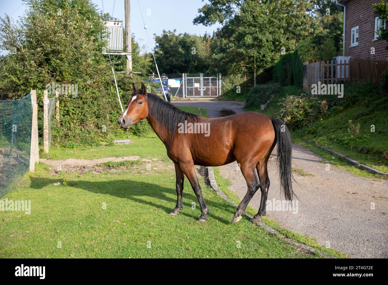New Forest native wild ponies in the Hampshire village of Minstead ...