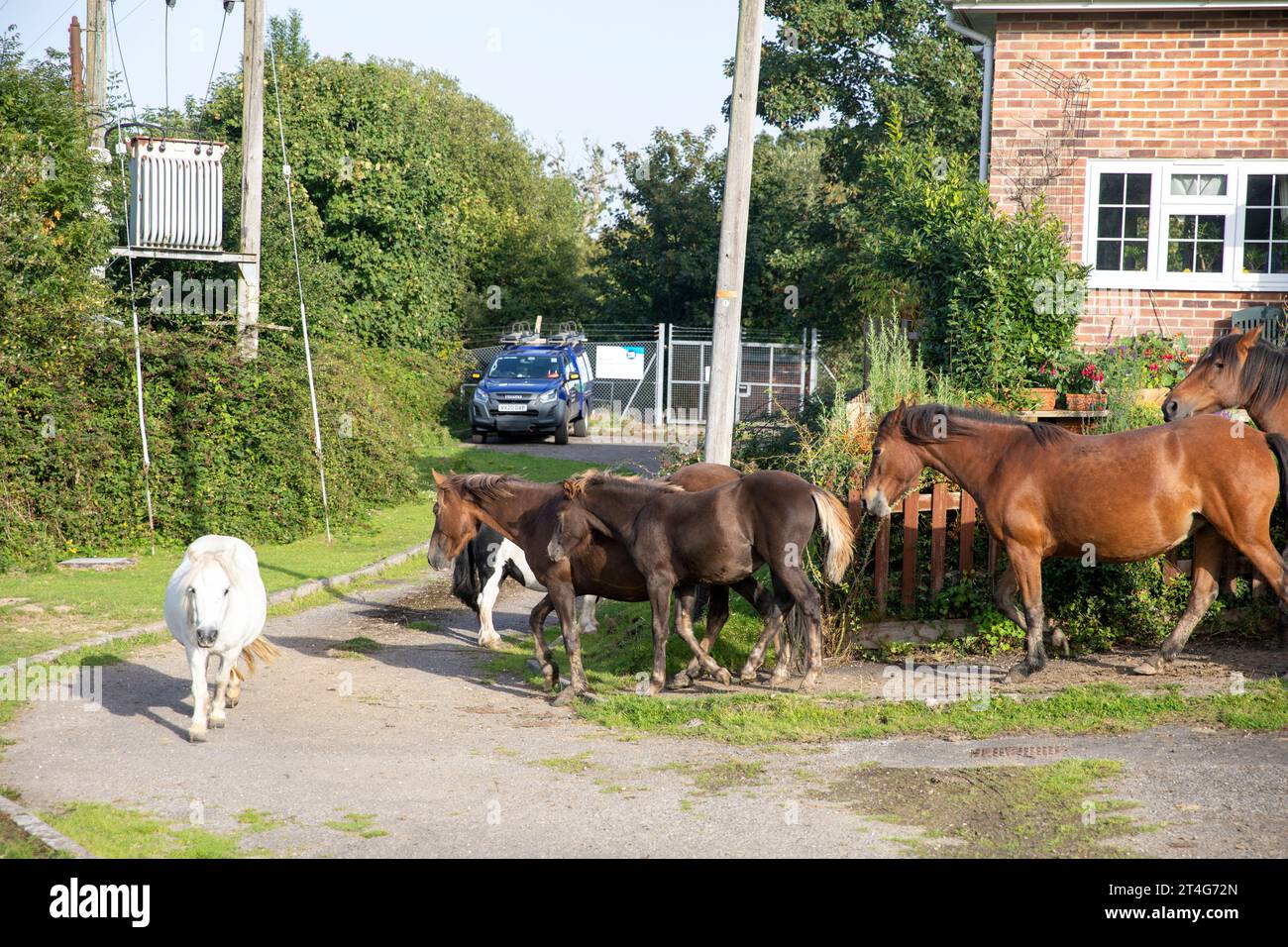 New Forest native wild ponies in the Hampshire village of Minstead ...