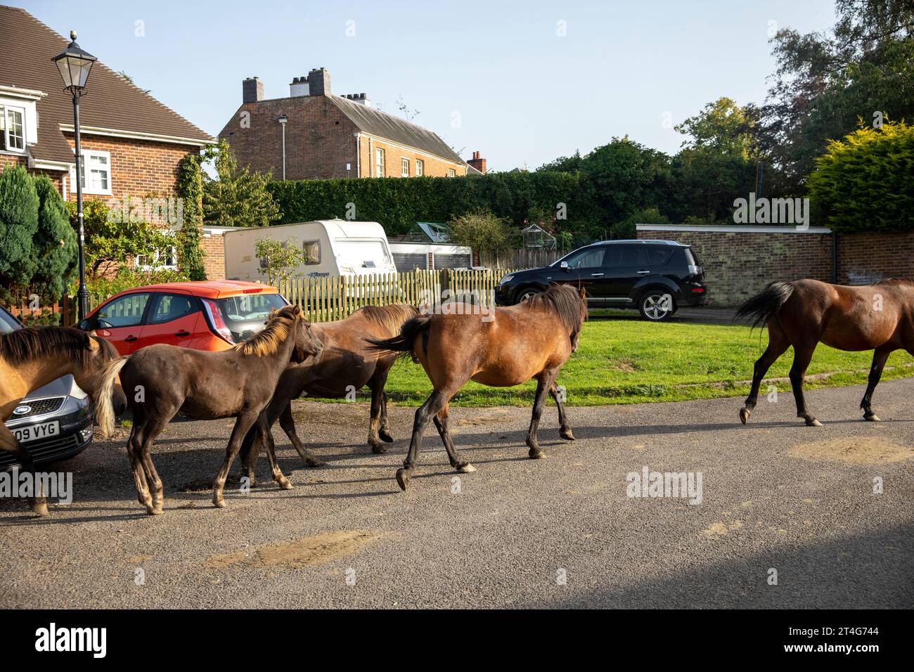New Forest native wild ponies in the Hampshire village of Minstead ...
