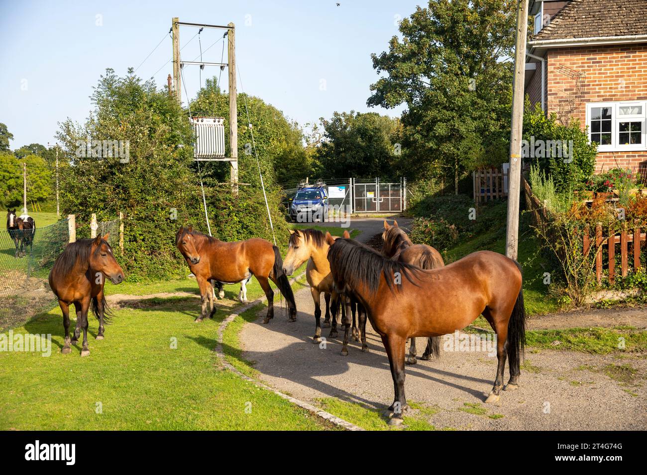 New Forest native wild ponies in the Hampshire village of Minstead ...