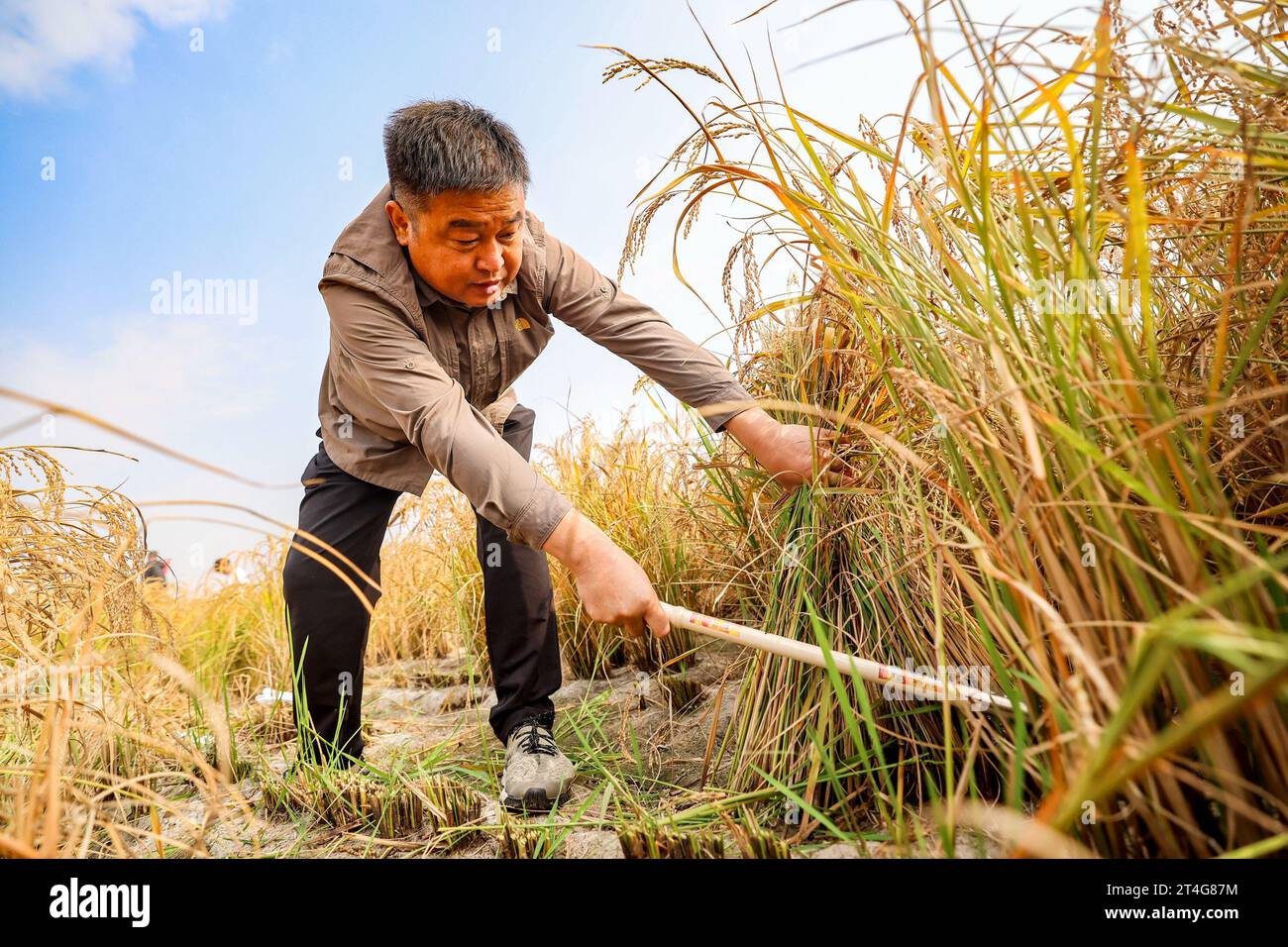 Farmers harvest rice at a rice field hi-res stock photography and ...