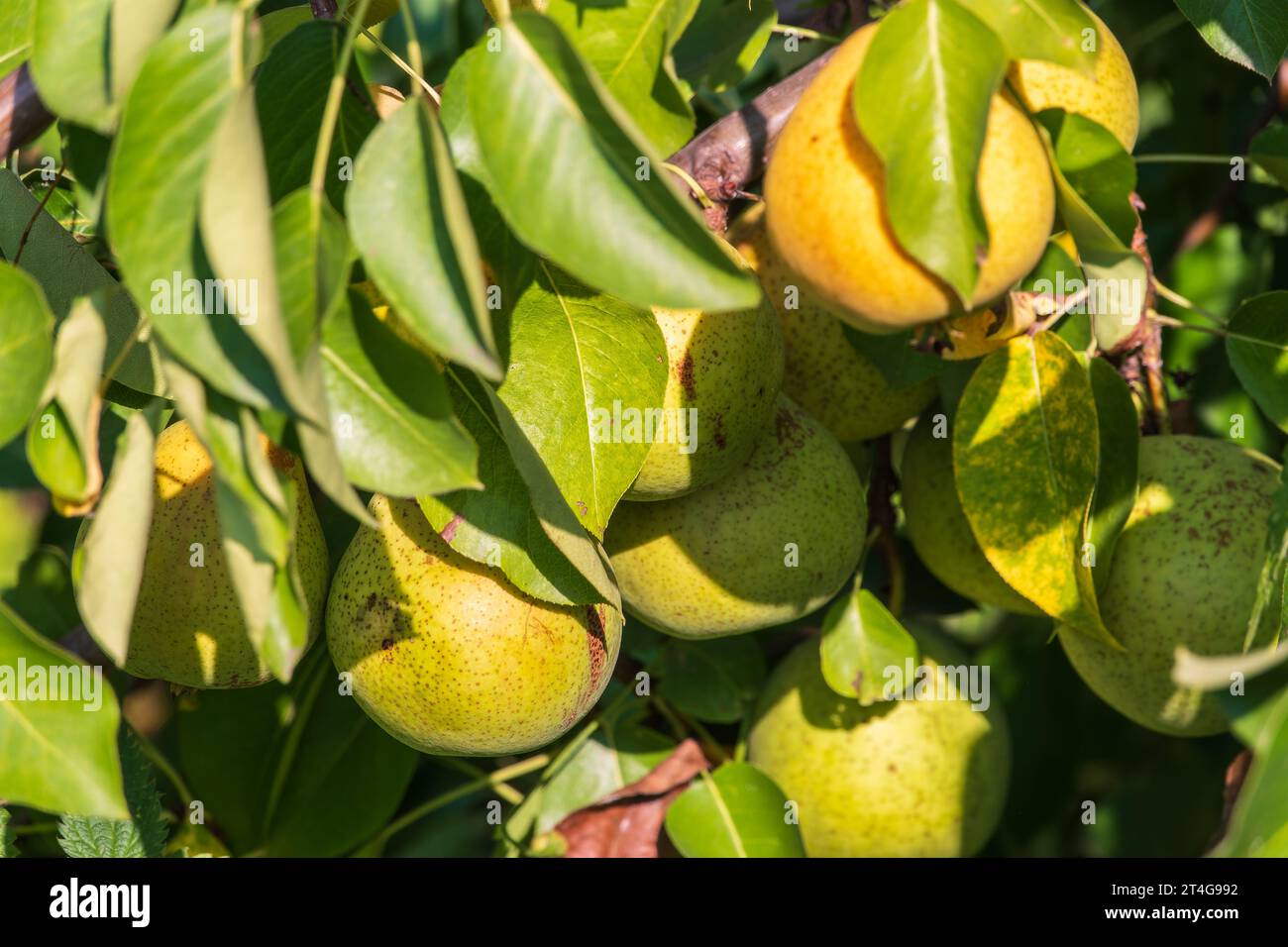 Ripe pears are hanging on the branch. Beautiful bunch of ripe juicy ...