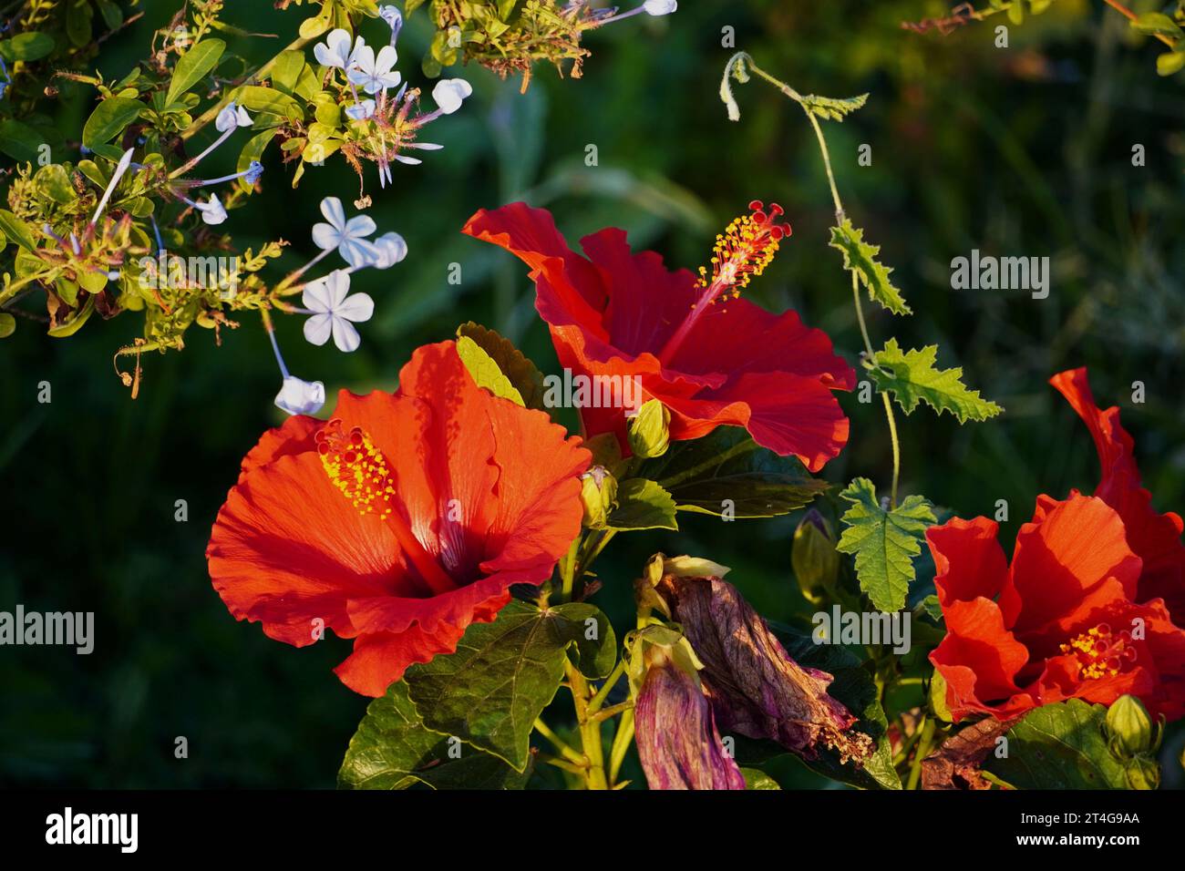 Red hibiscus blooming in hi-res stock photography and images - Alamy