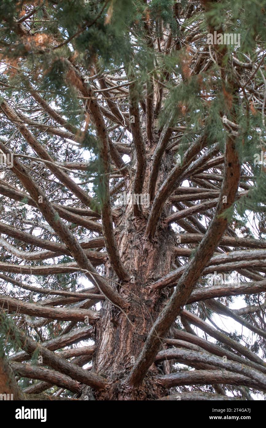 Coniferous forests under hi-res stock photography and images - Alamy