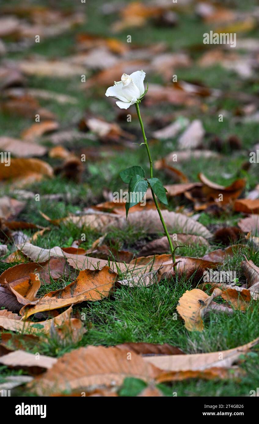 Anonymous burial place hi-res stock photography and images - Alamy