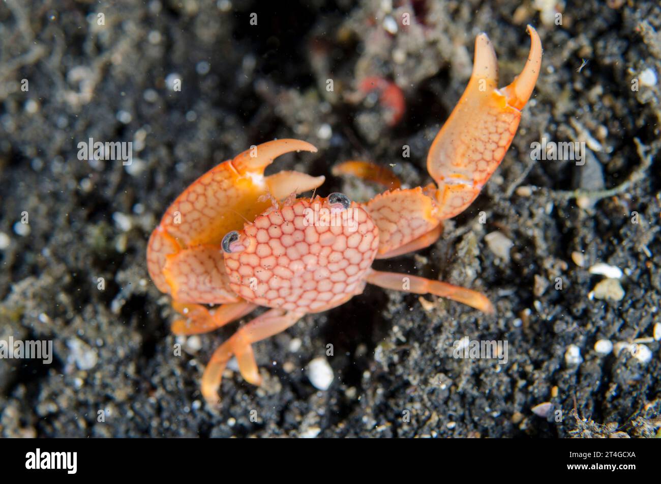Coral Crab, Trapezia sp, night dive, TK1 dive site, Lembeh Straits ...