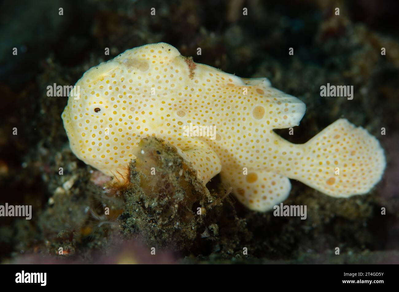 Painted Frogfish, Antennarius pictus, Aer Perang dive site, Lembeh ...