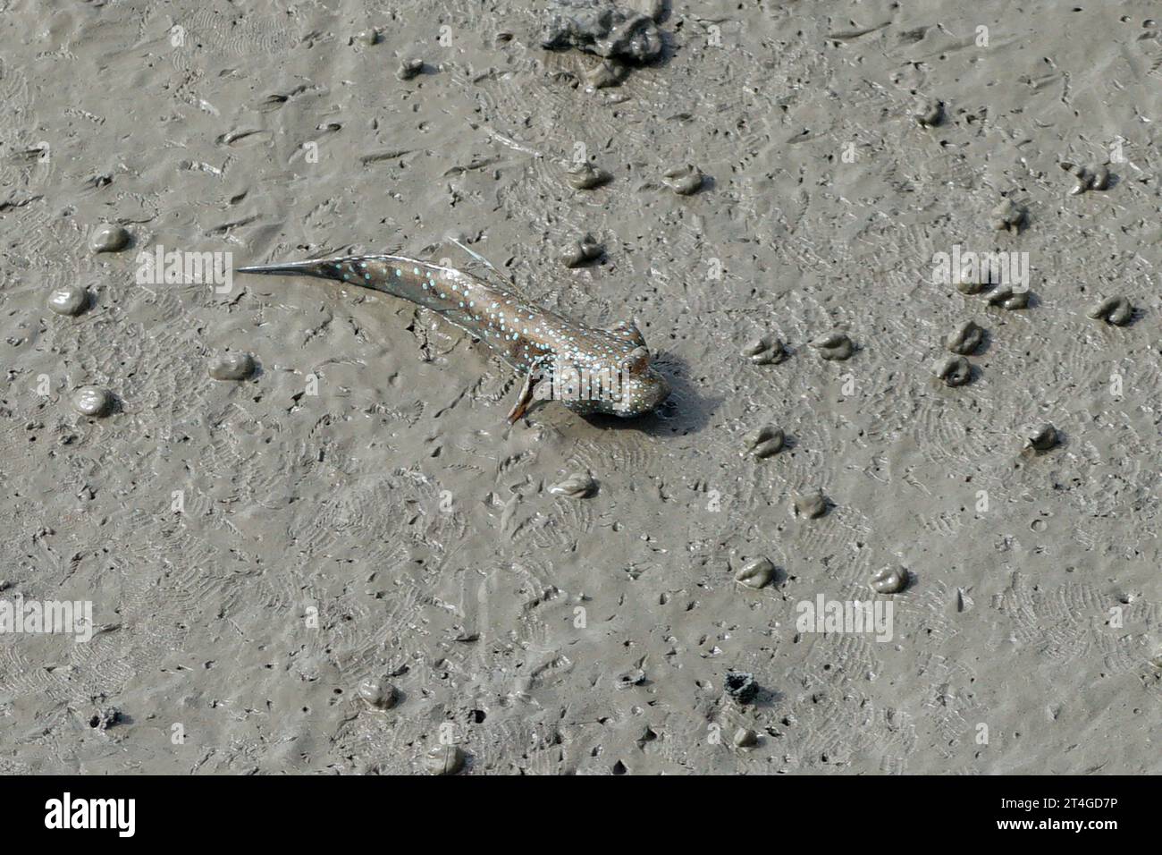 mudskipper or amphibious fish on the mud Stock Photo - Alamy