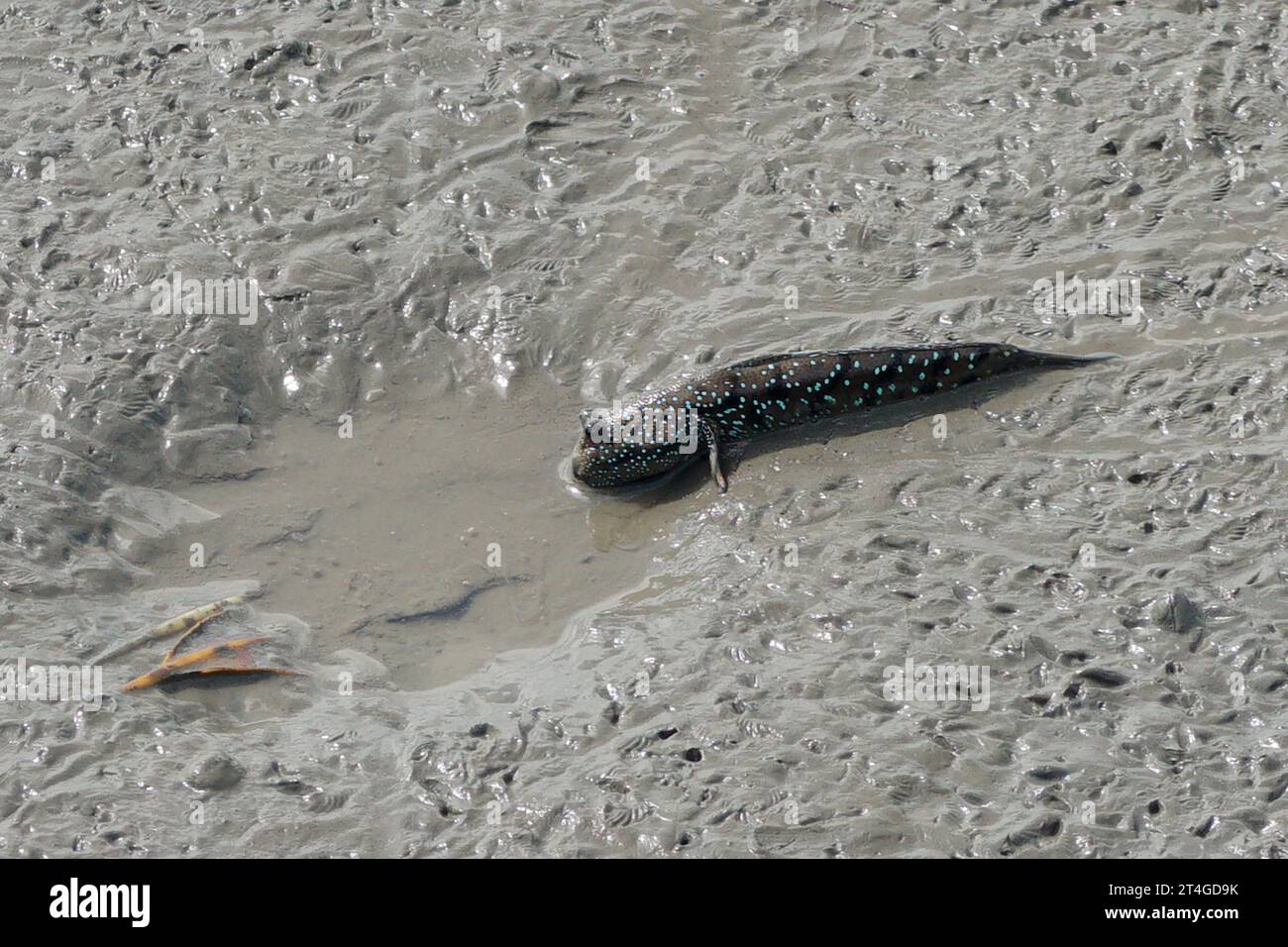 mudskipper or amphibious fish on the mud Stock Photo - Alamy