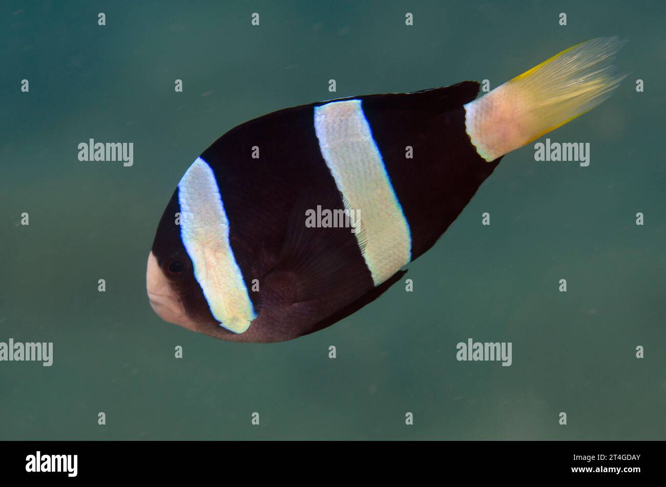 Clark's Anemonefish, Amphiprion clarkii, Aer Perang dive site, Lembeh ...