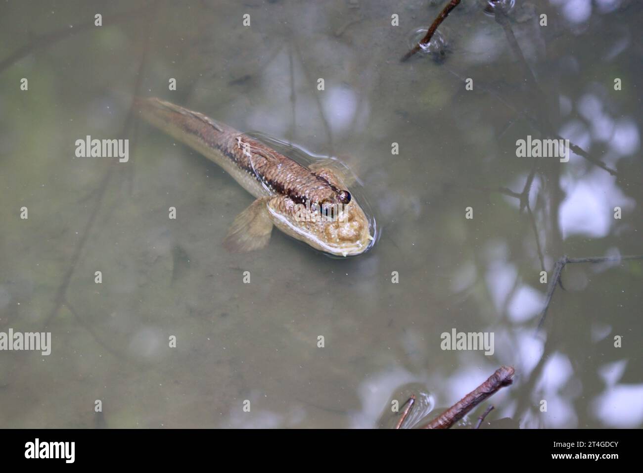 mudskipper or amphibious fish on the mud Stock Photo - Alamy