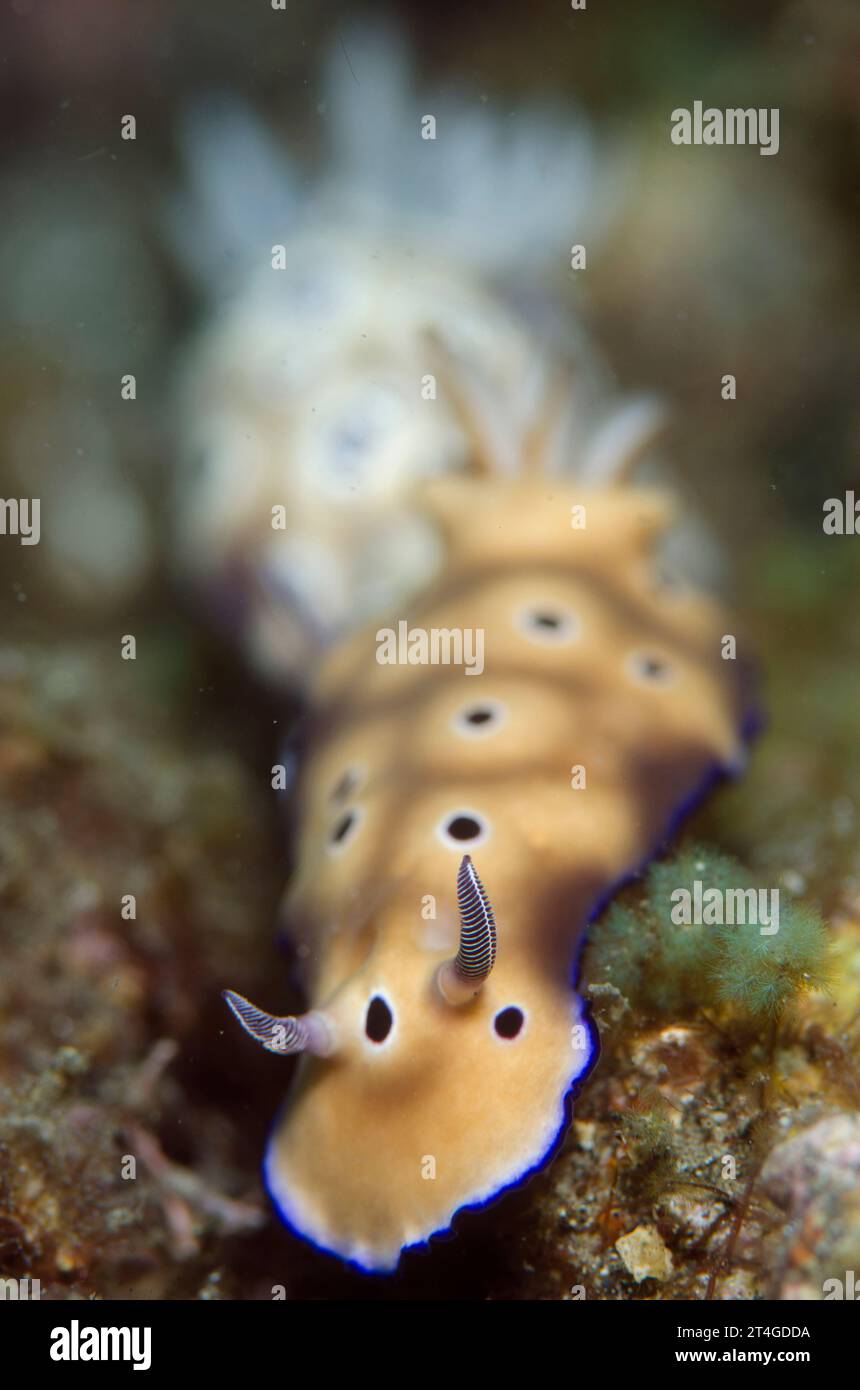 Pair of tailing Tryon's Nudibranches, Hypselodoris tryoni, Aer Perang ...
