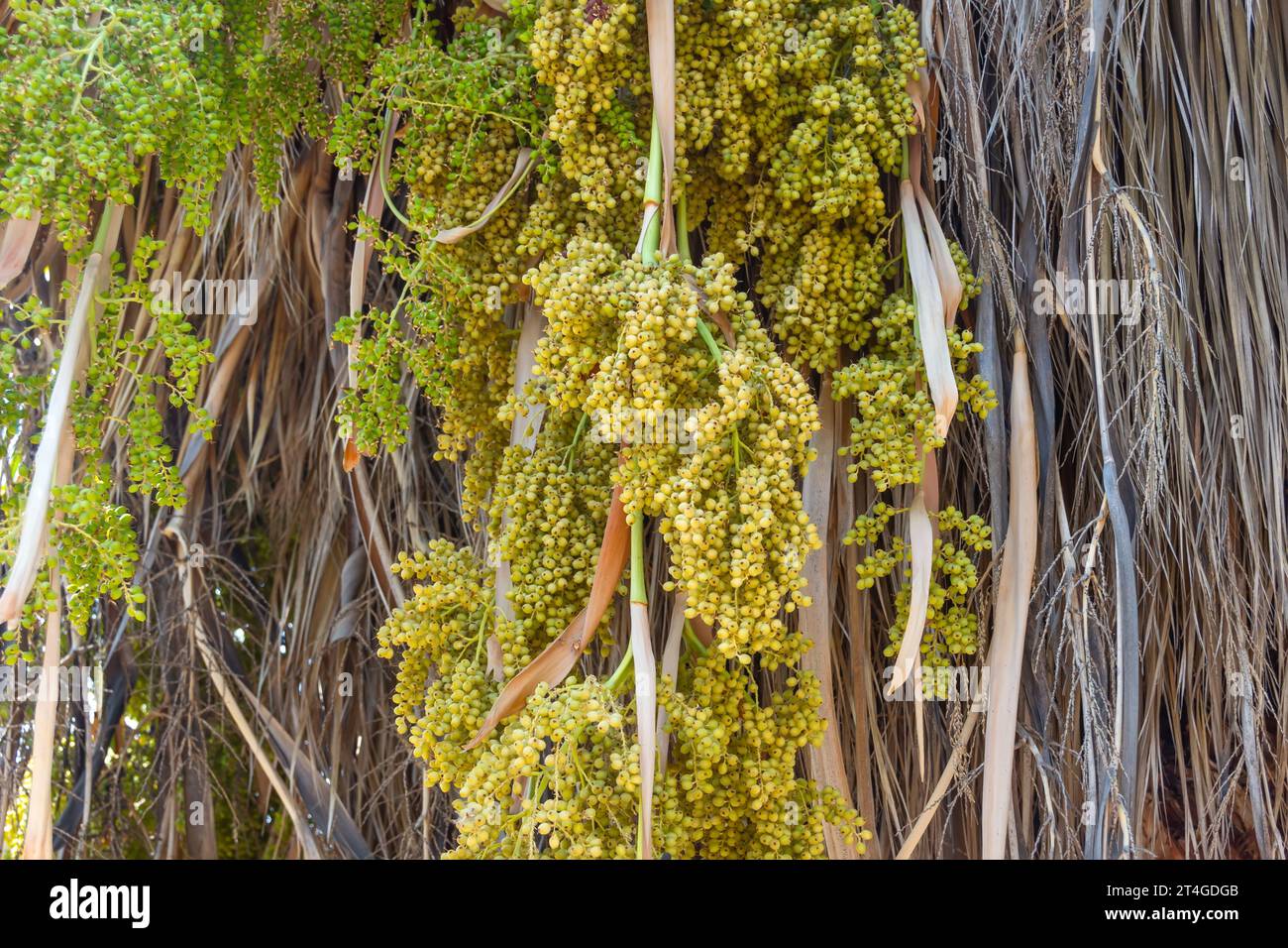 Washingtonia filifera palm the cobs of the branch with ripening seeds ...