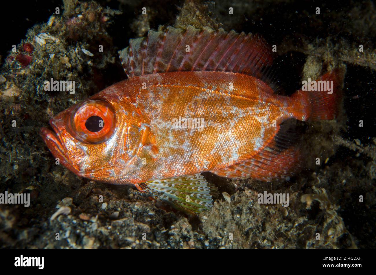 Spottedfin Bigeye, Priacanthus macracanthus, in night colours, night ...