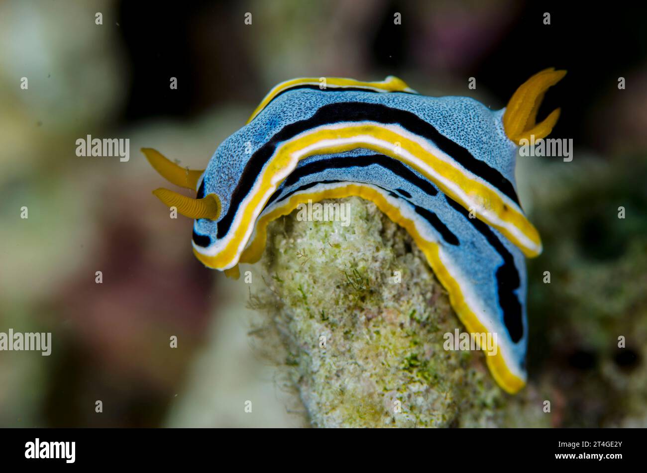 Anne's Chromodoris Nudibranch, Chromodoris annae, Serena West dive site ...