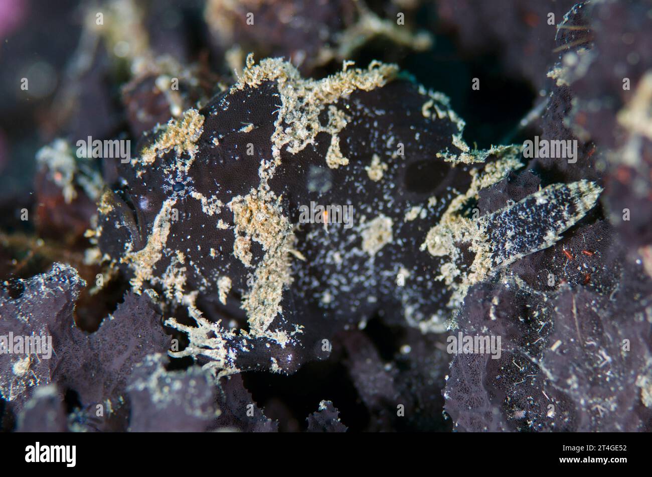 Camouflaged Spotfin Frogfish, Antennarius nummifer, on Sponge, Porfiers ...