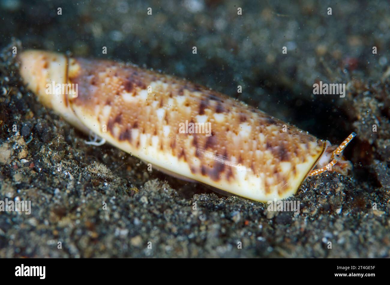 Little Auger Conch, Terebellum terebellum, Jahir dive site, Lembeh ...