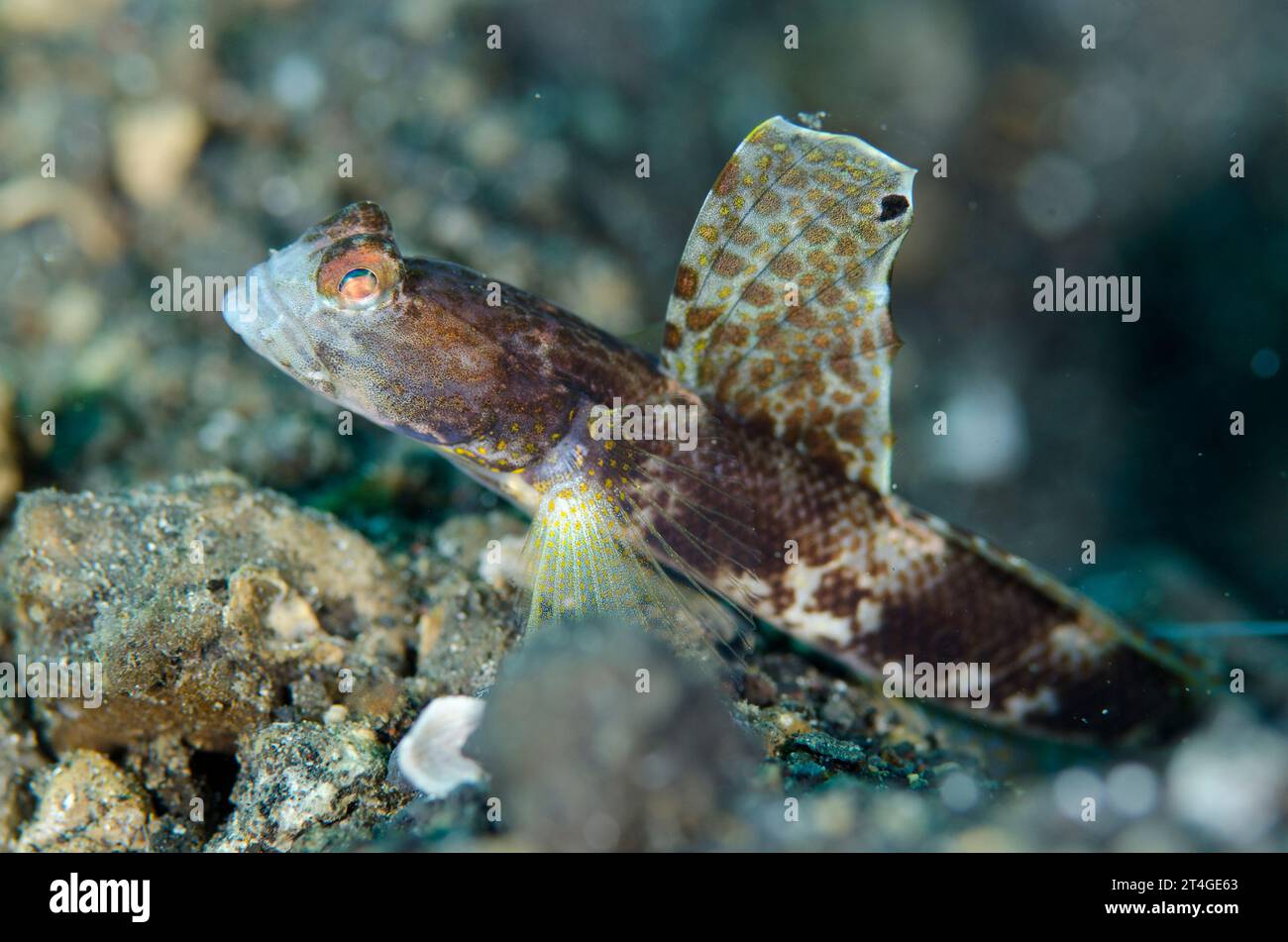 Monster Shrimpgoby, Tomiyamichthys oni, with extended fin, Jahir dive ...